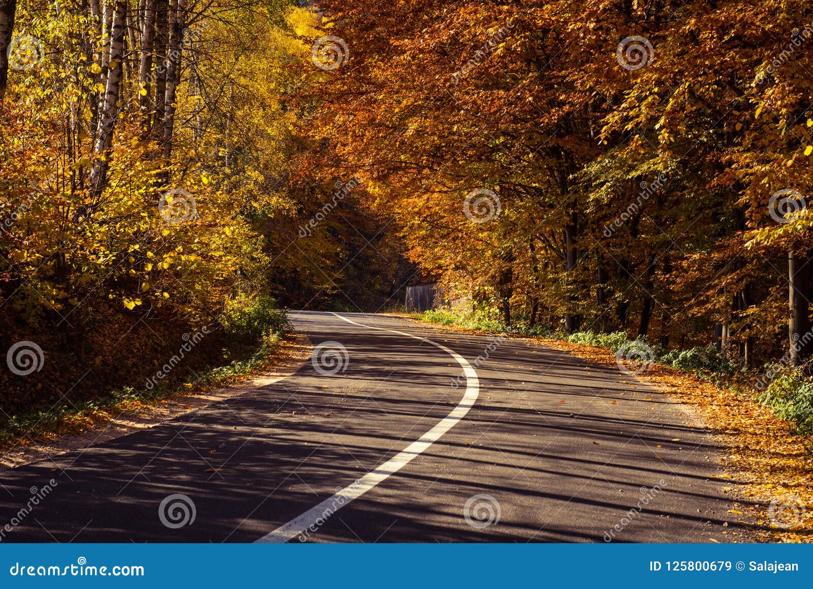 Forest road in the autumn stock image. Image of destination - 125800679