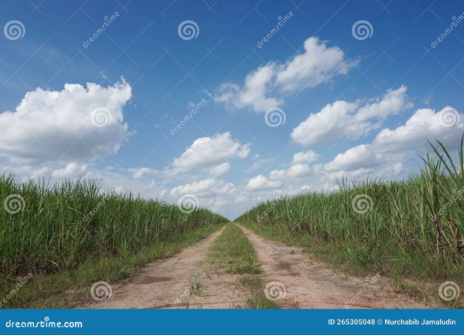 Empty Sugarcane Bins Royalty-Free Stock Photography | CartoonDealer.com ...