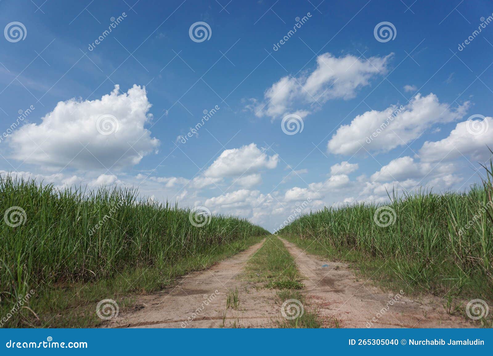 Empty Sugarcane Bins Royalty-Free Stock Photography | CartoonDealer.com ...