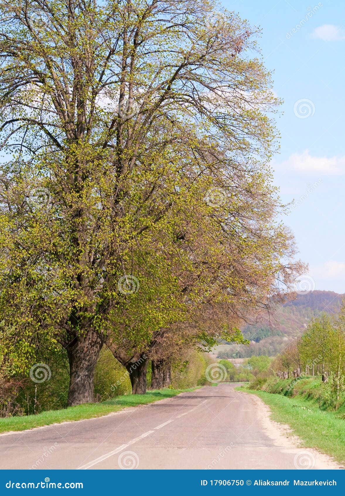 Empty Road Running Along Trees Stock Photo - Image of lane, plant: 17906750