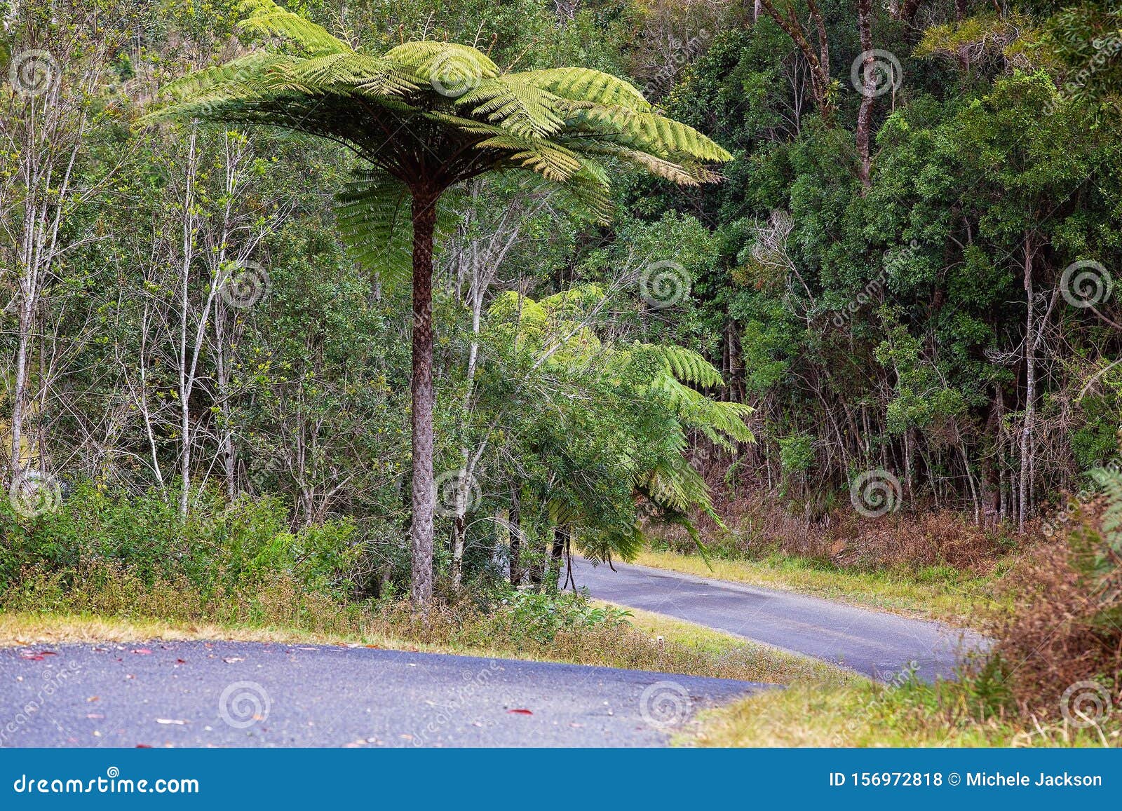 Road into Australian Tropical Rainforest Stock Photo - Image of ...
