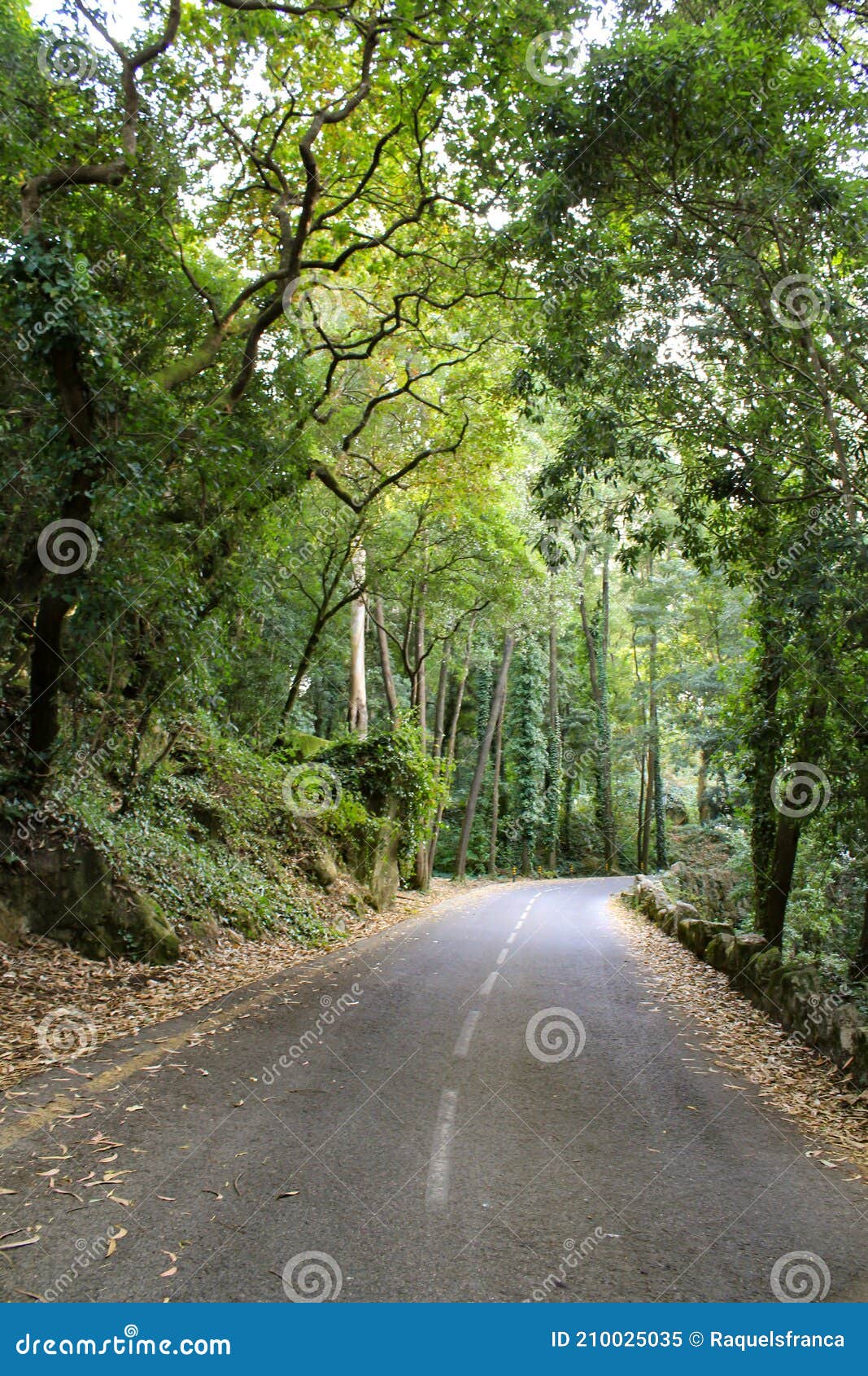 Empty Road with Tree on Both Side Stock Image - Image of people ...