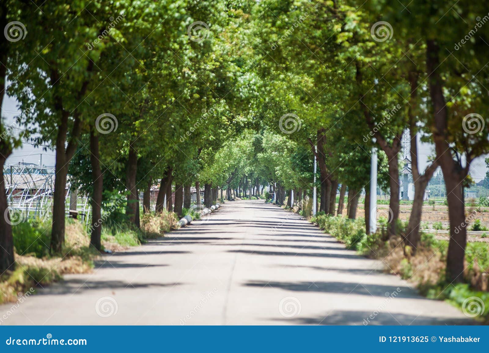 Empty Road with Tree Growing on Both Sides Stock Image - Image of ...