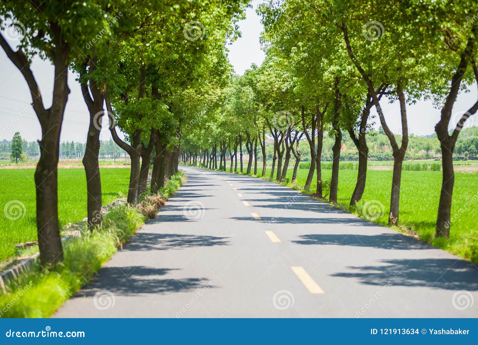 Empty Road with Tree Growing on Both Sides Stock Photo - Image of ...