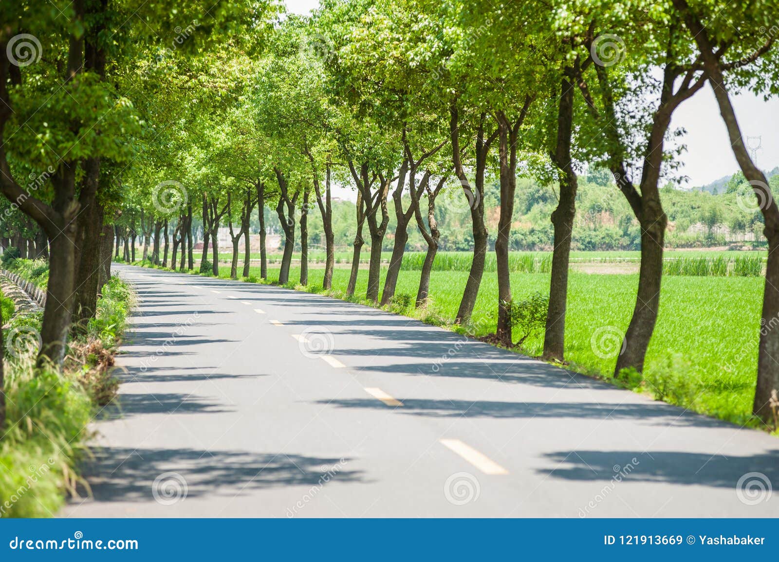 Empty Road with Tree Growing on Both Sides Stock Image - Image of ...