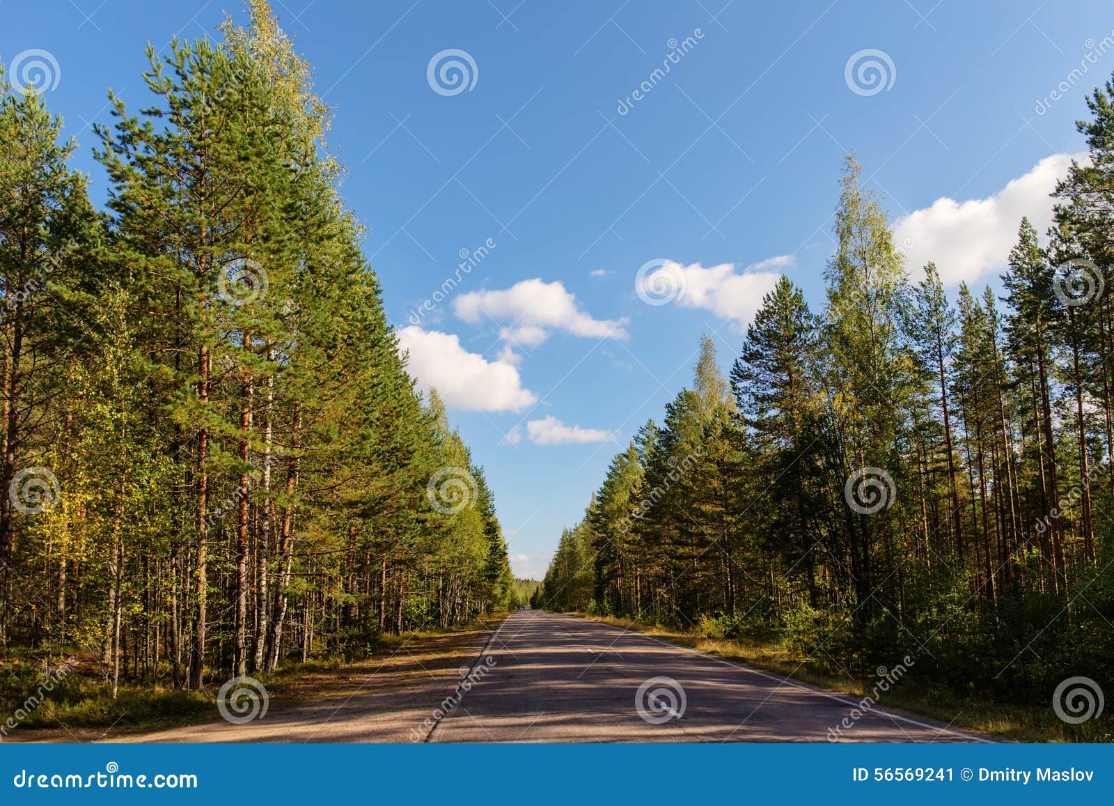 Empty road in the woods stock image. Image of rural, empty - 56569241