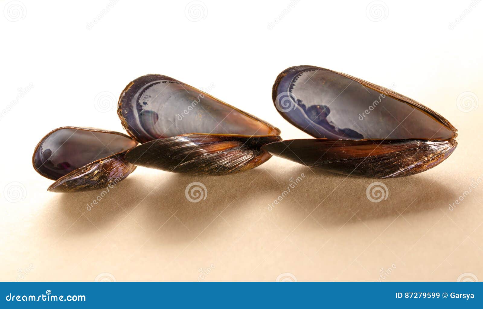 Empty sea mussels stock image. Image of summer, texture - 87279599