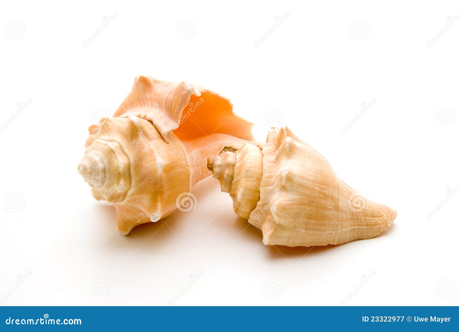 Empty sea shell stock image. Image of implements, hard - 23322977