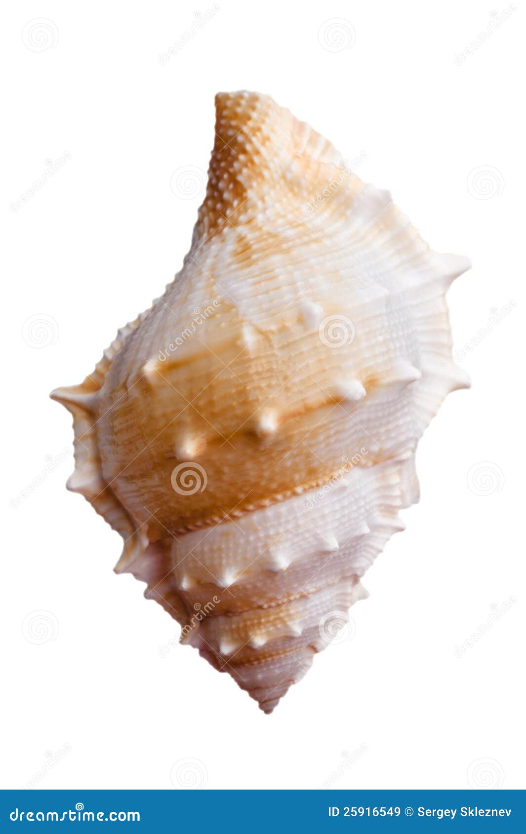 Empty sea shell stock image. Image of closeup, macro - 25916549