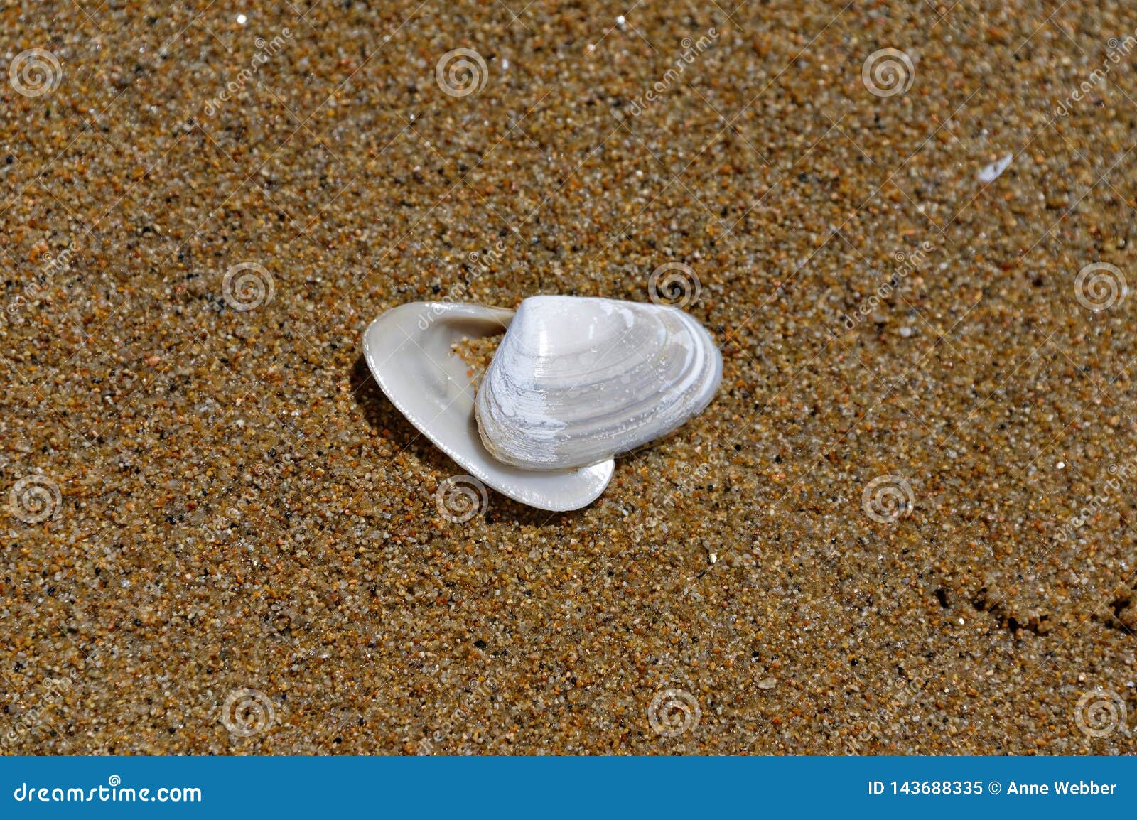 An Empty Sea Shell on the Beach Stock Image - Image of hinge, nature ...
