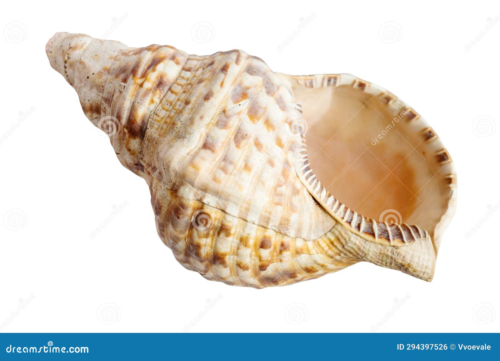 Empty Sea Shell of Charonia Mollusk Isolated Stock Photo - Image of ...