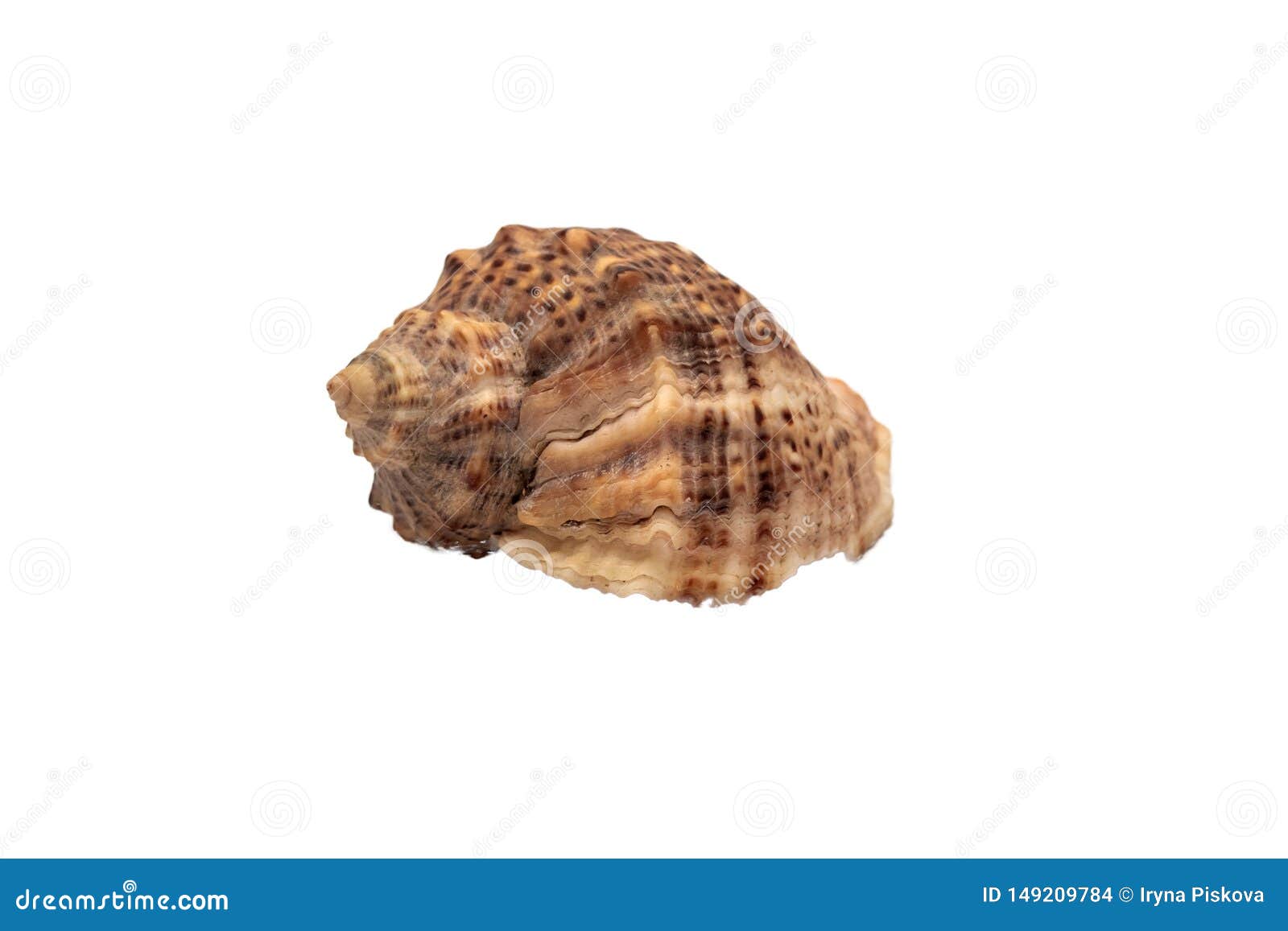 Isolated Shells with White Background Stock Photo - Image of biology ...