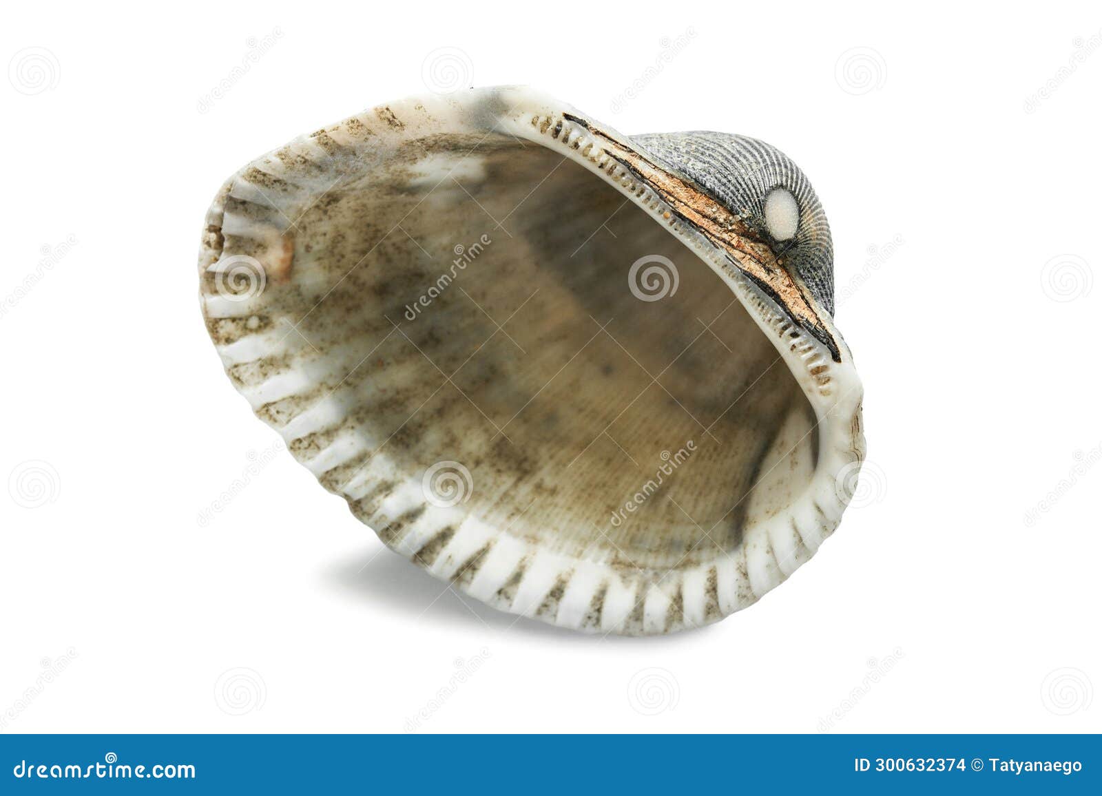 Empty seashell isolated stock photo. Image of simple - 300632374