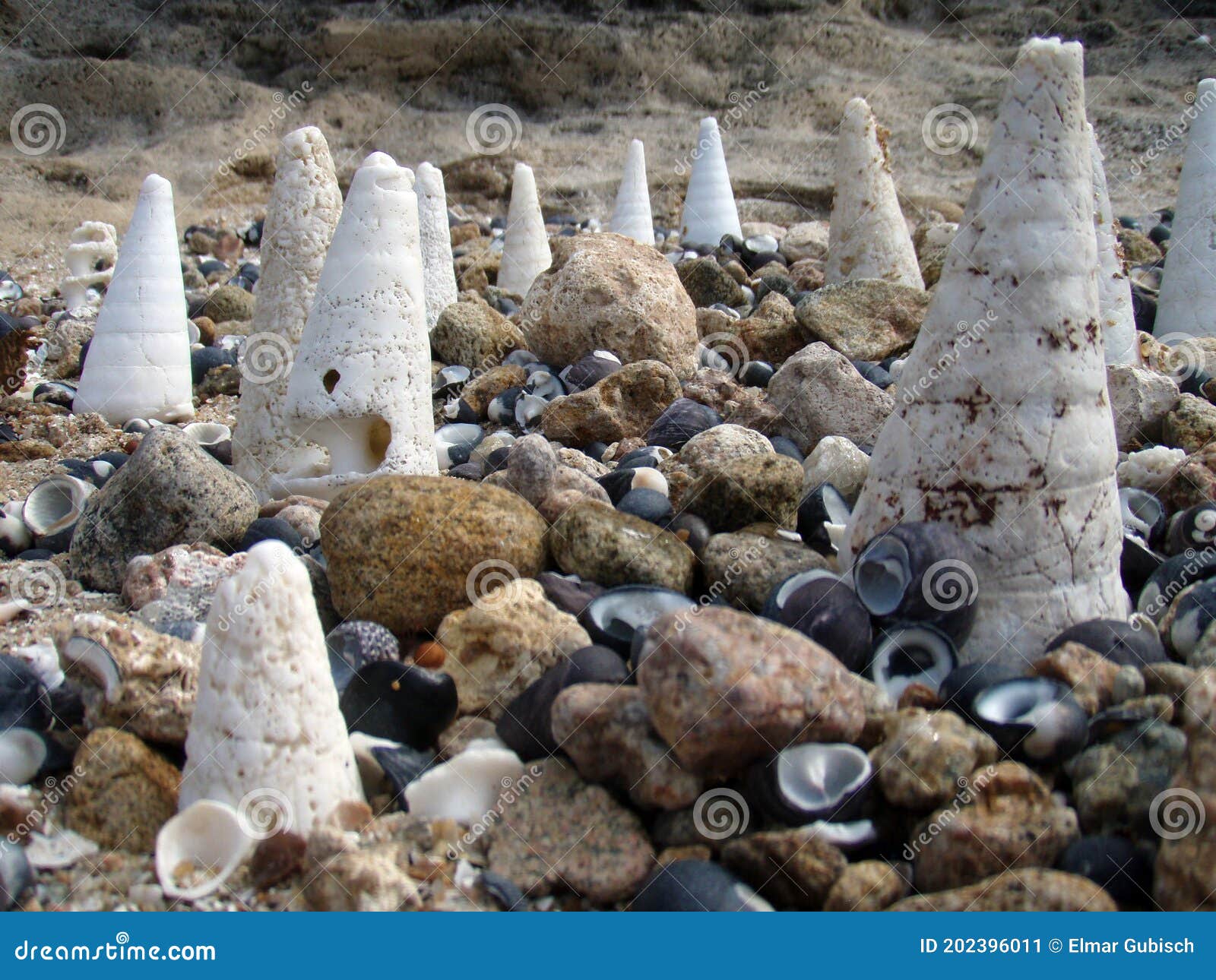 Sea shells at the beach stock image. Image of aquatic - 202396011