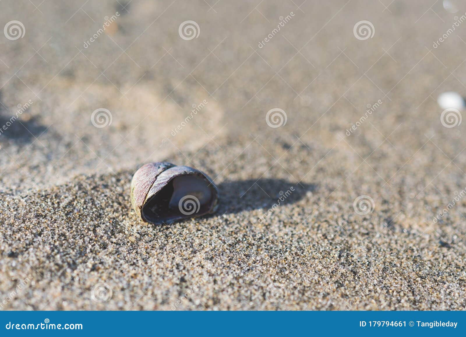 Empty Sea Snail Shell on Sand Stock Image - Image of shadow, spotted ...