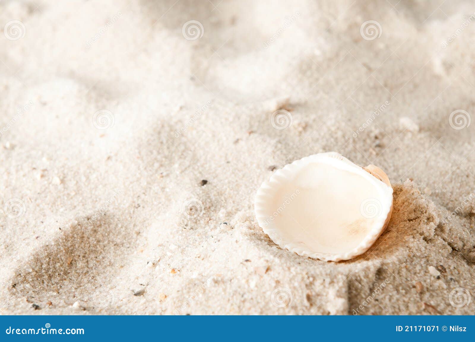 Empty Seashell at the Beach Stock Image - Image of empty, vacation ...