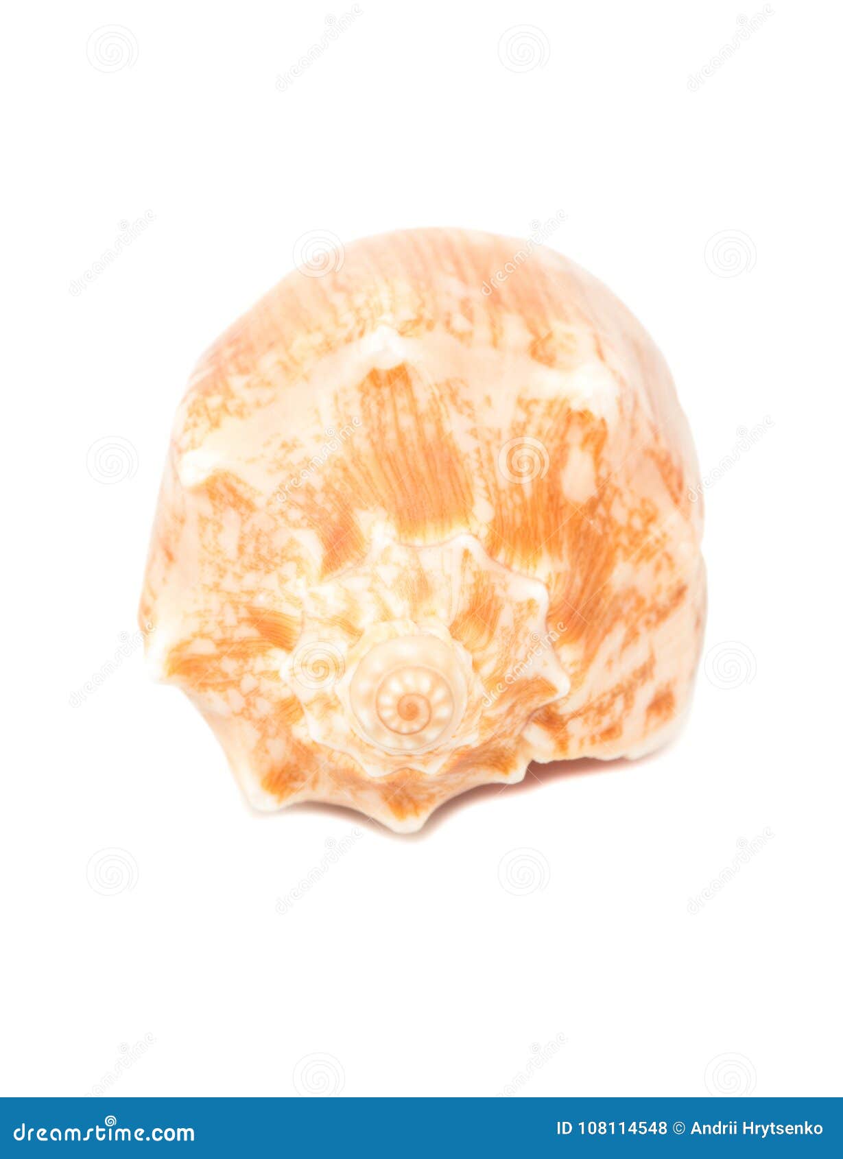 Empty seashell stock photo. Image of mollusk, decoration - 108114548
