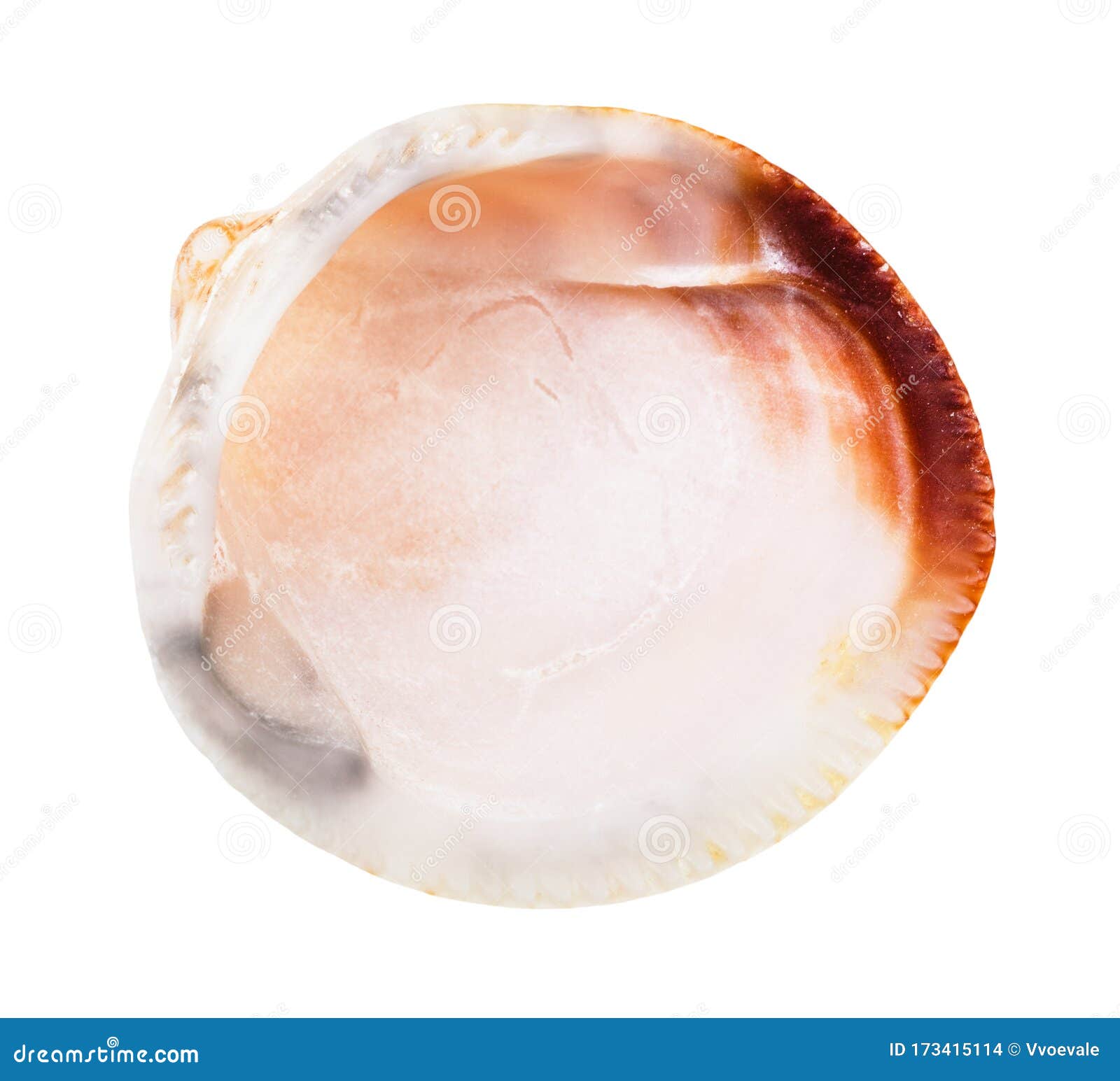 Empty Seashell of Isolated on White Stock Photo - Image of quahaug ...