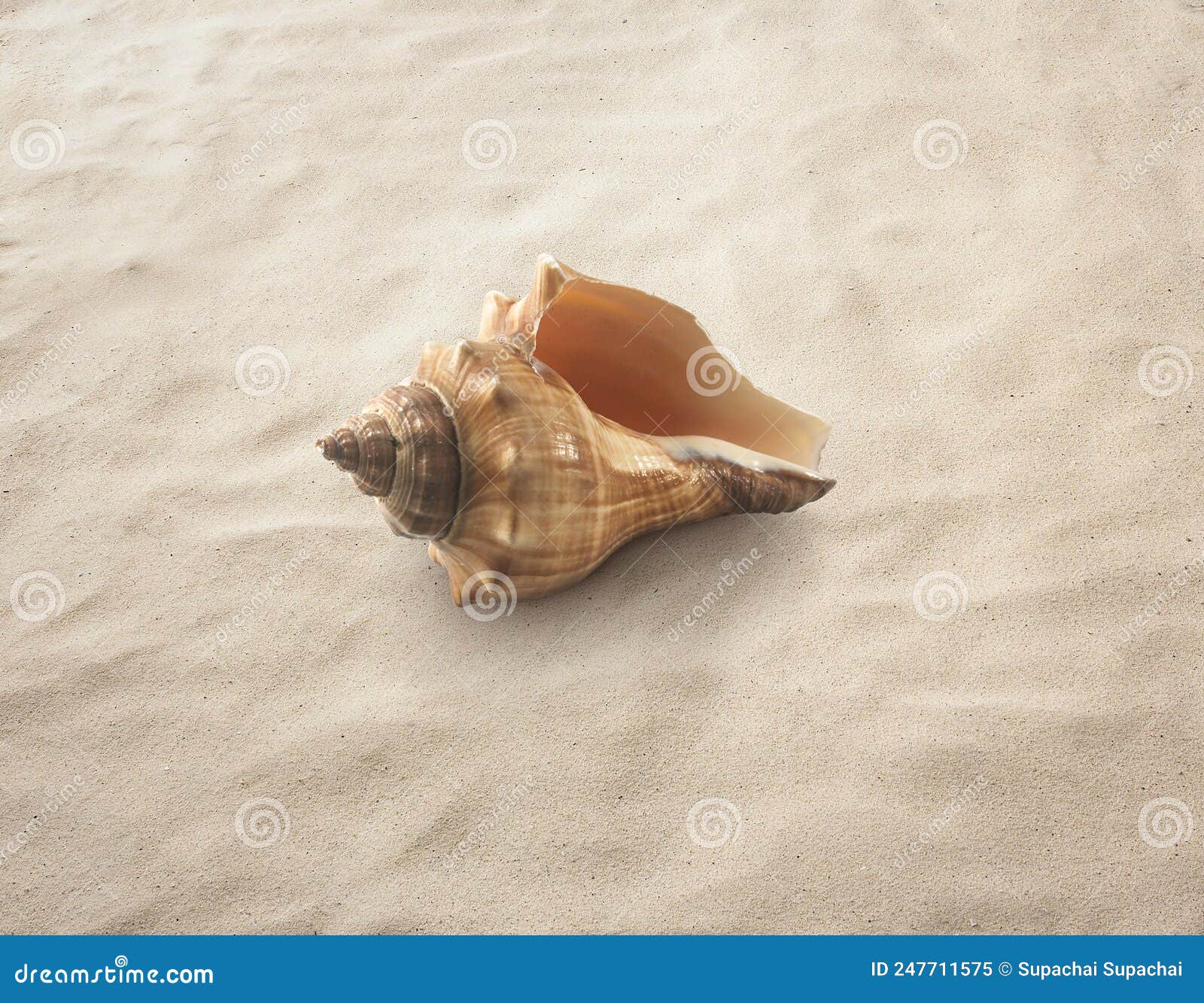 Empty Seashell Isolated on the Sand, Beach, Sea Stock Image - Image of ...