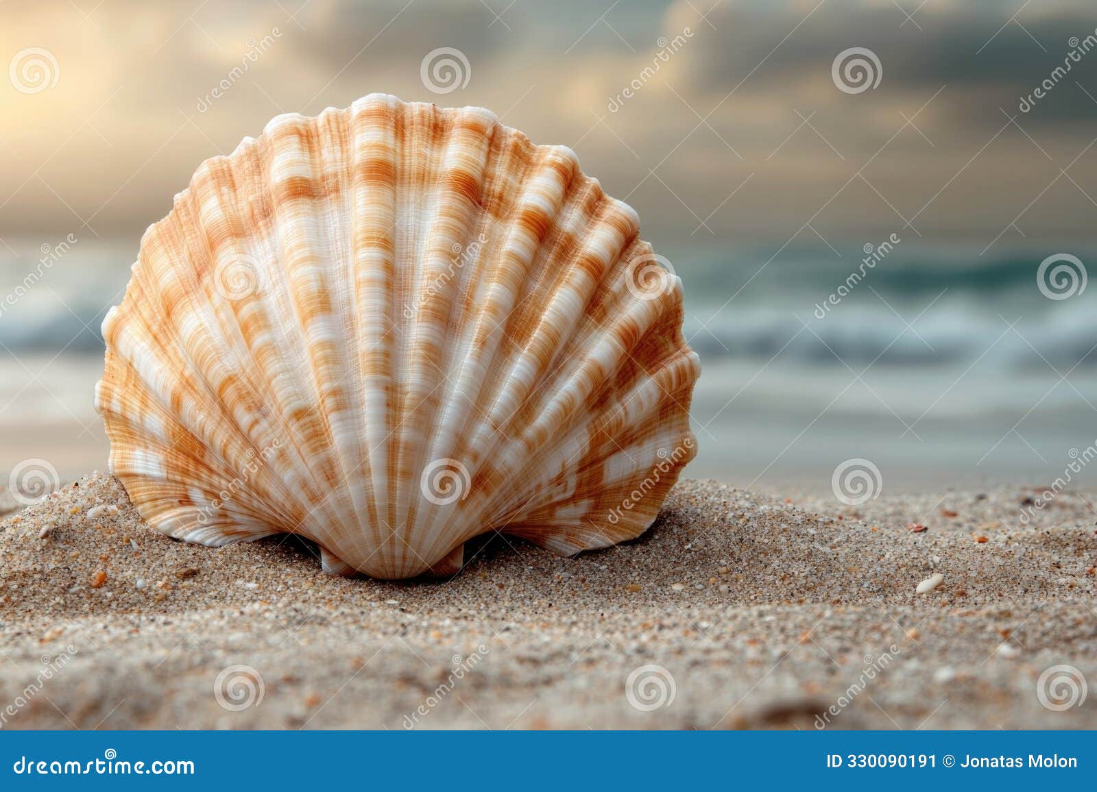 Empty Seashell Isolated on Transparent Background - High-Resolution ...