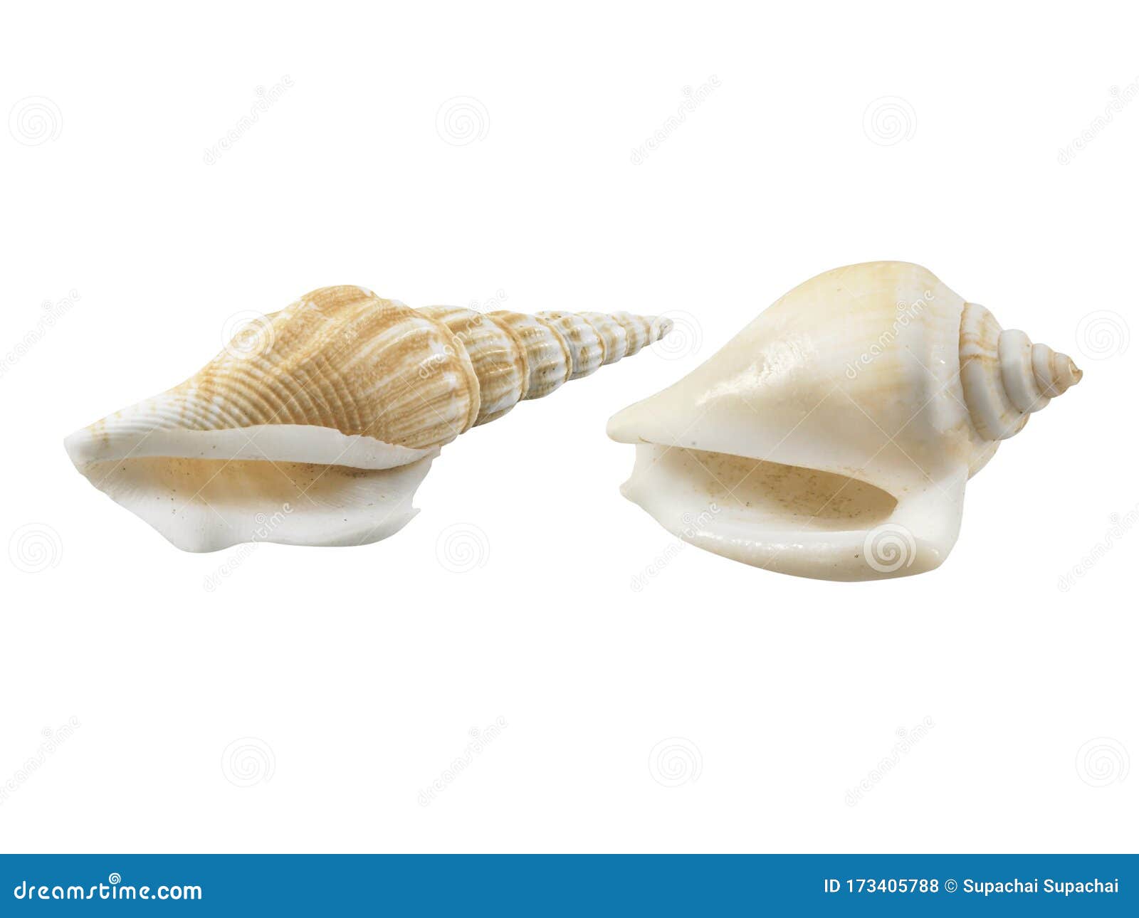 Empty Seashell Isolated on White Background Stock Photo - Image of ...