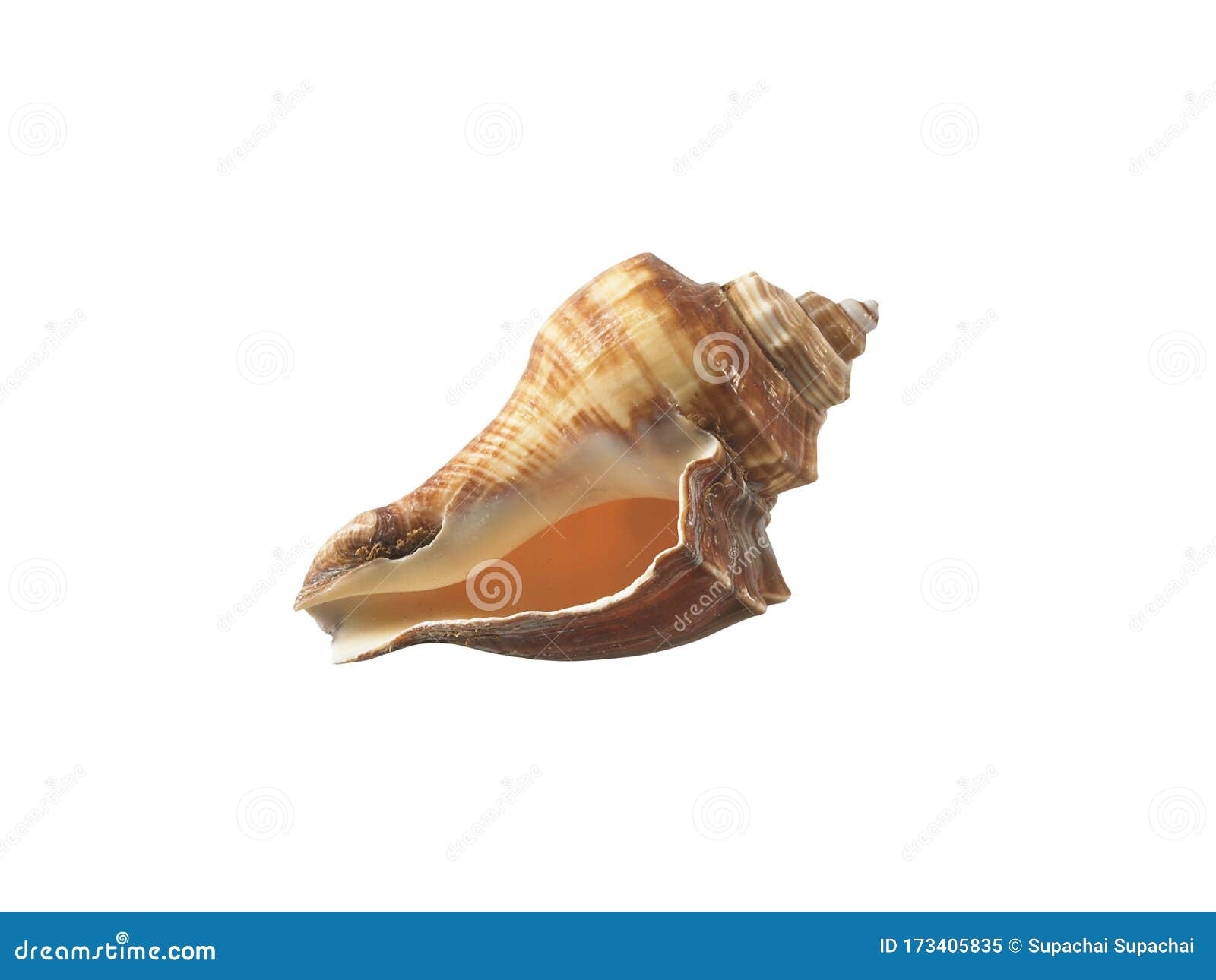 Empty Seashell Isolated on White Background Stock Image - Image of ...