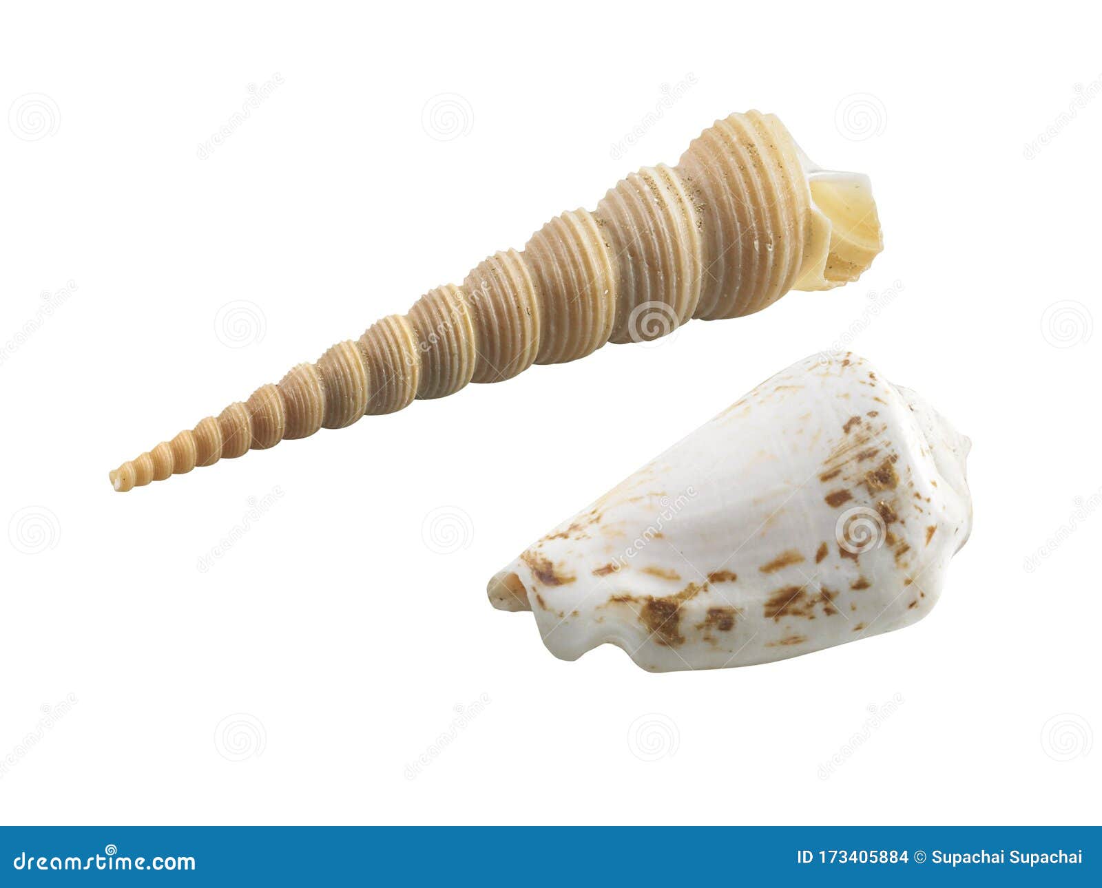 Empty Seashell Isolated on White Background Stock Photo - Image of ...