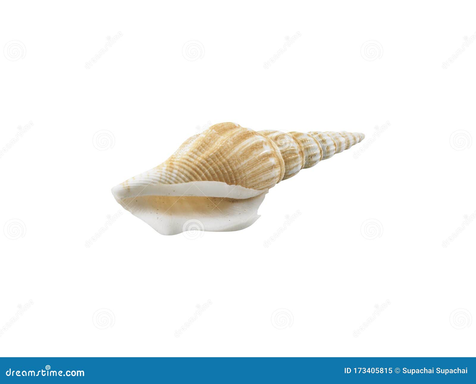 Empty Seashell Isolated on White Background Stock Image - Image of ...