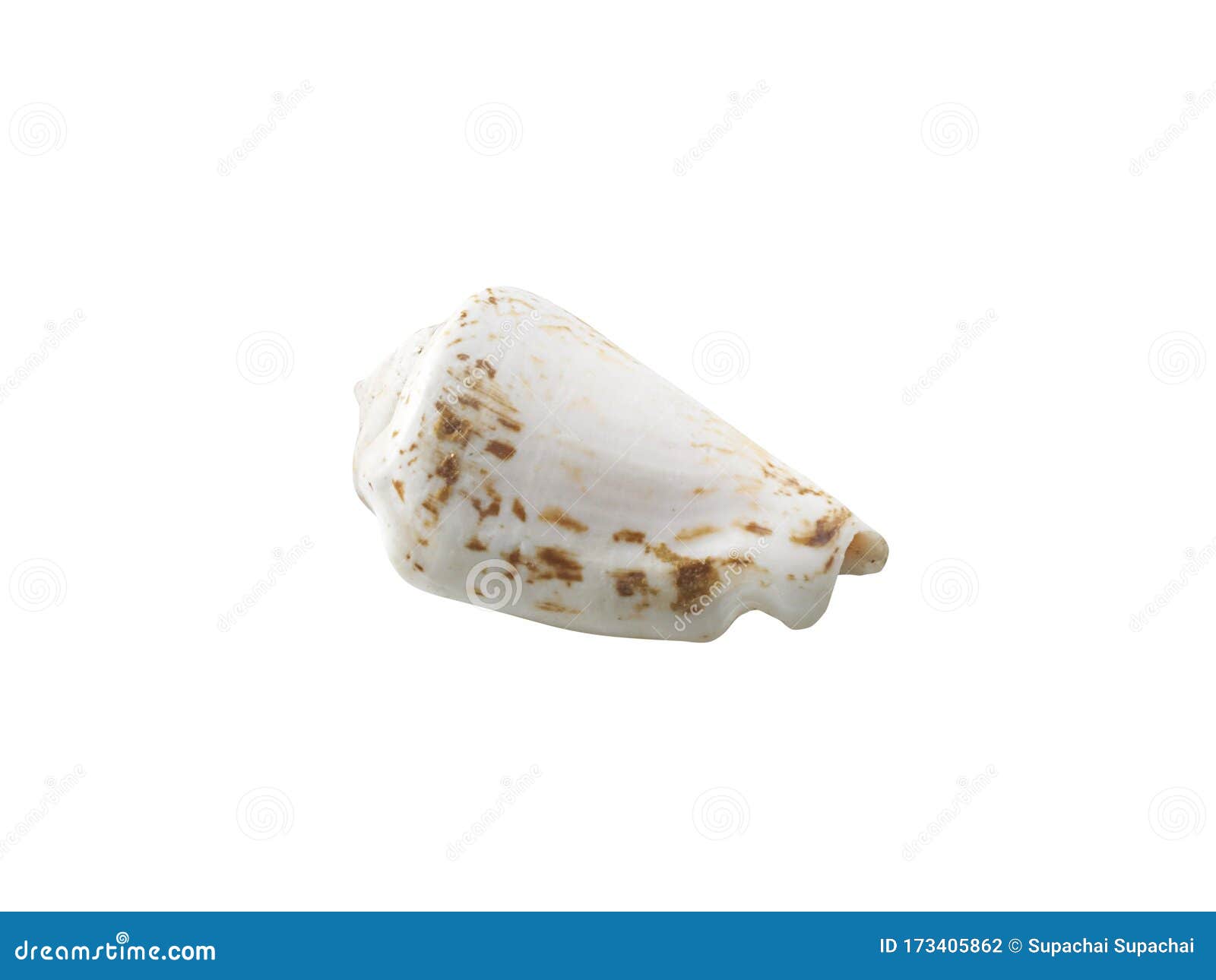 Empty Seashell Isolated on White Background Stock Photo - Image of ...
