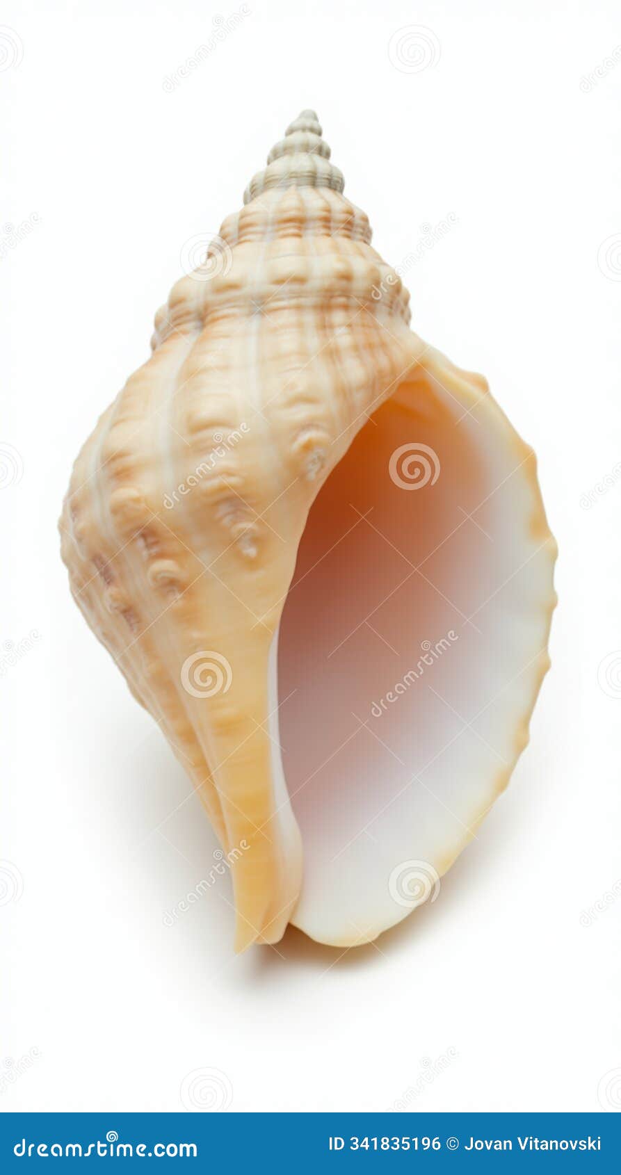 Empty Seashell Isolated on White Background Showcasing Natural Beauty ...