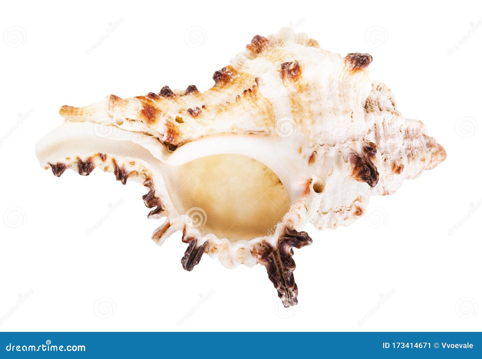 Empty Seashell of Mollusk Isolated on White Stock Image - Image of ...