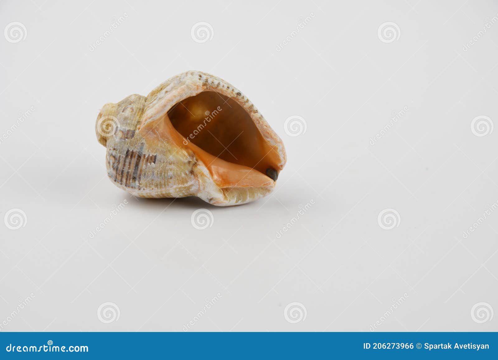 Empty Seashell on White Background Stock Photo - Image of white, empty ...