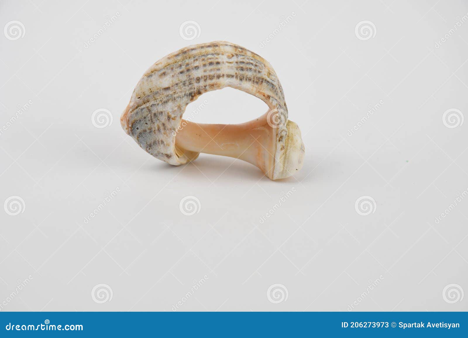 Empty Seashell on White Background Stock Image - Image of aquatic ...