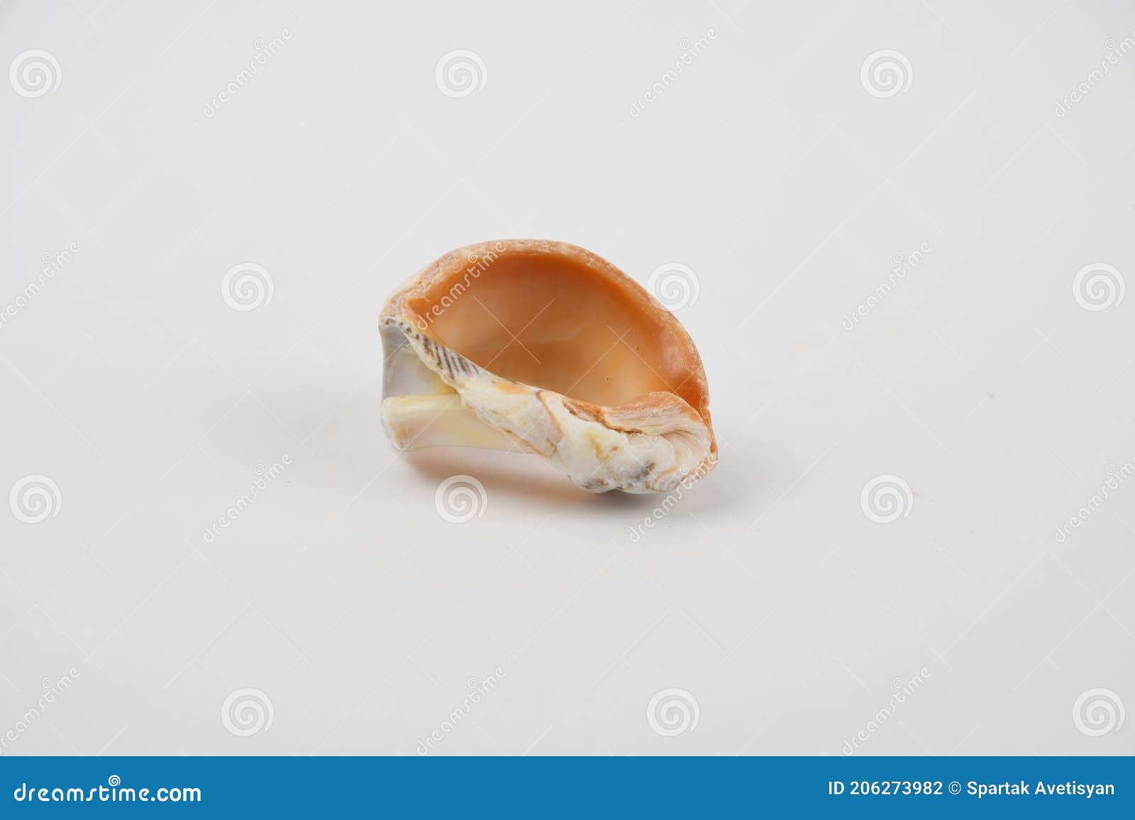 Empty Seashell on White Background Stock Photo - Image of beautiful ...
