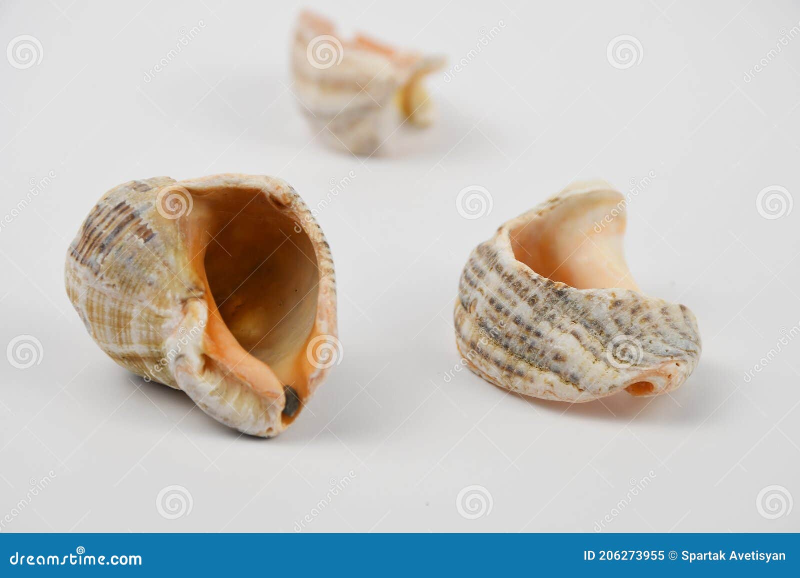 Empty Seashells on White Background Stock Image - Image of cutout ...