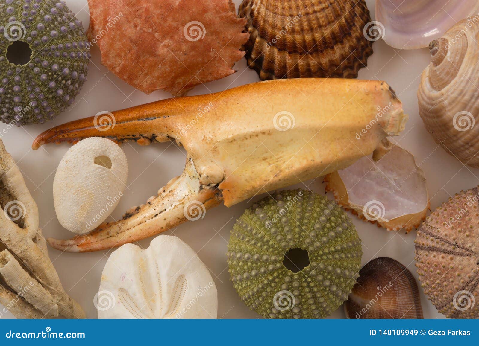 Empty See Animal Shells Crab Pliers Urcihn, Snail, Seashell Stock Image ...