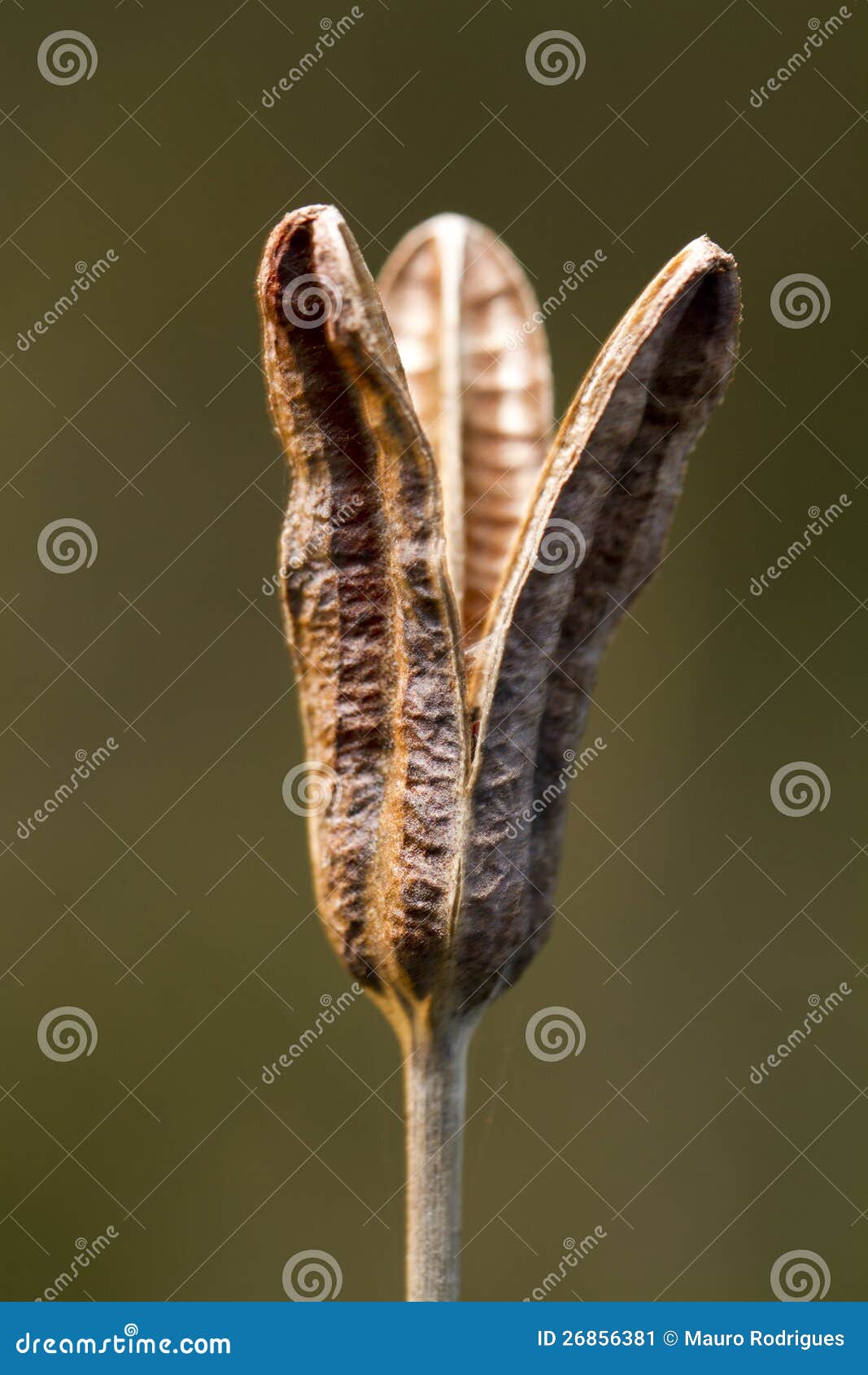 Empty seed capsule pod stock image. Image of flora, wild - 26856381