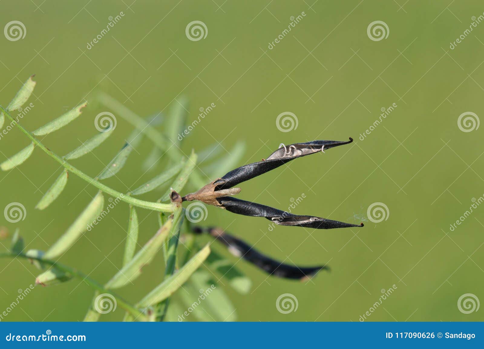 Empty Seed Pods Hanging On The Branches Of Kurrajong Or Bottle Tree ...