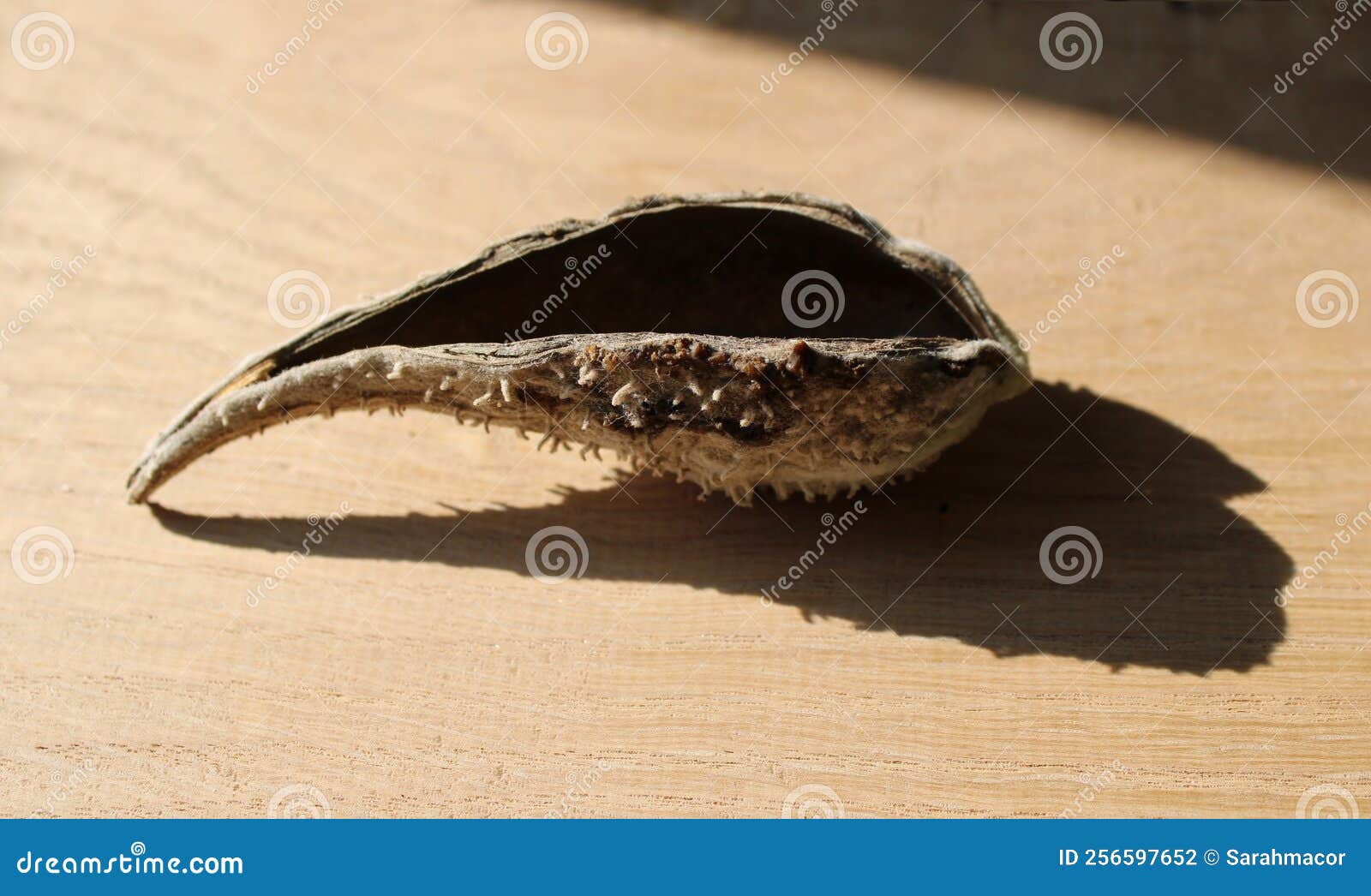 An Empty Seed Pod from a Common Milkweed Plant Stock Photo - Image of ...