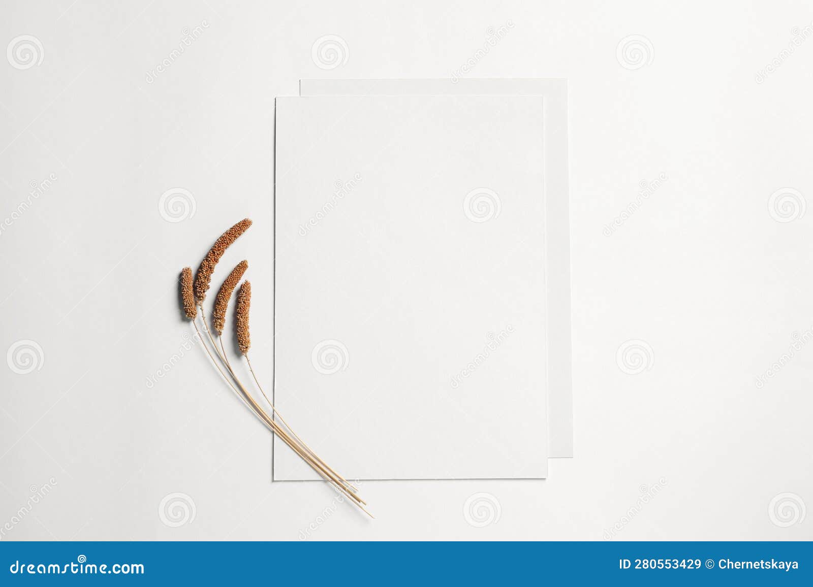 Empty Sheet of Paper and Dry Decorative Spikes on White Background ...