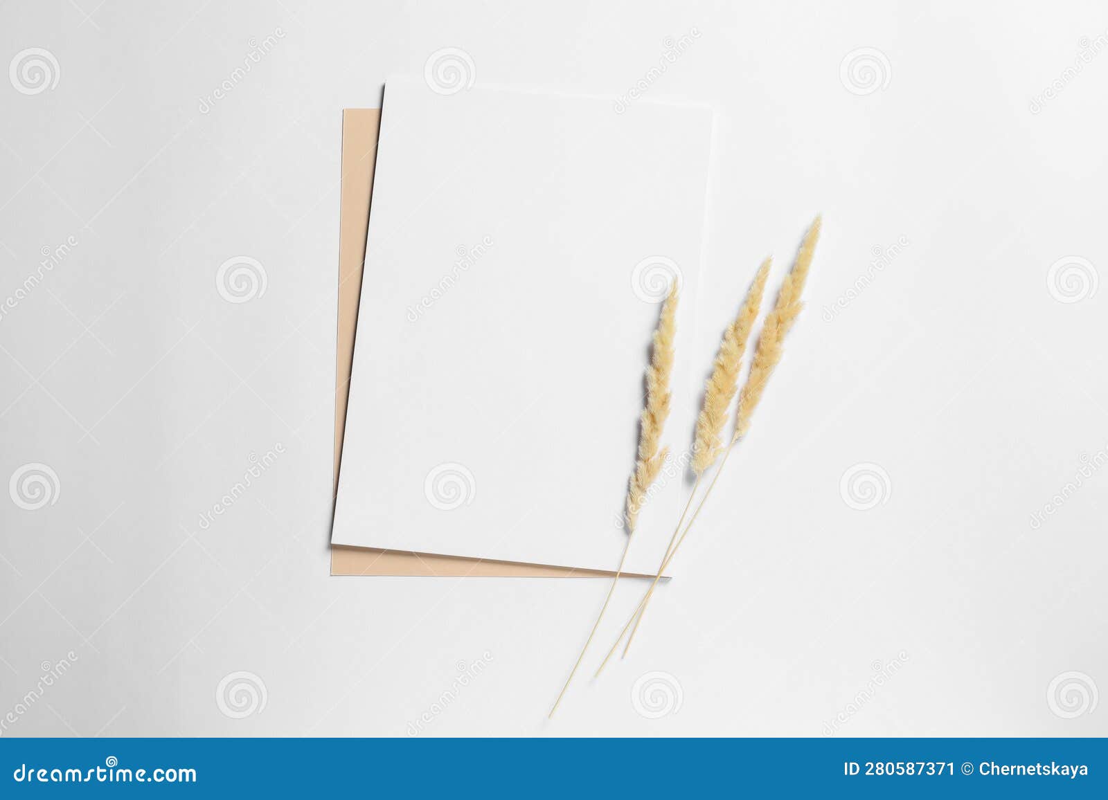 Empty Sheet of Paper and Dry Decorative Spikes on White Background ...
