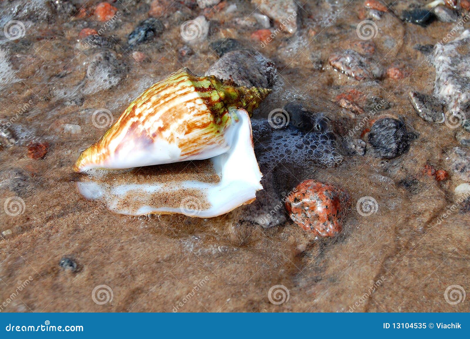 Empty shell stock image. Image of outdoors, relaxation - 13104535