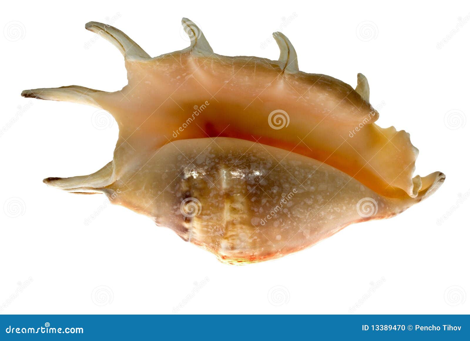 Empty shell stock photo. Image of rocks, animal, spike - 13389470