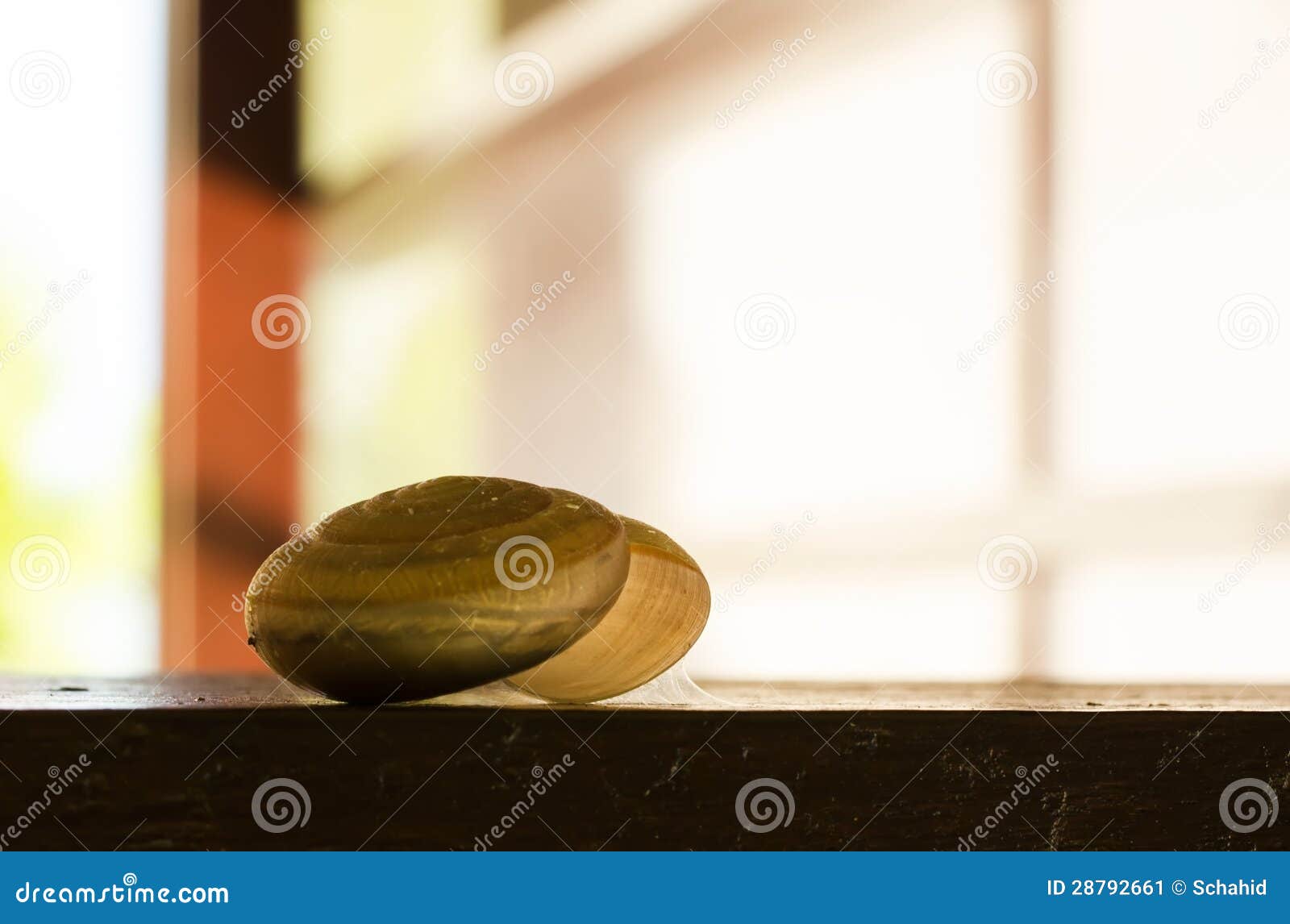 Empty shell stock image. Image of twisted, locations - 28792661