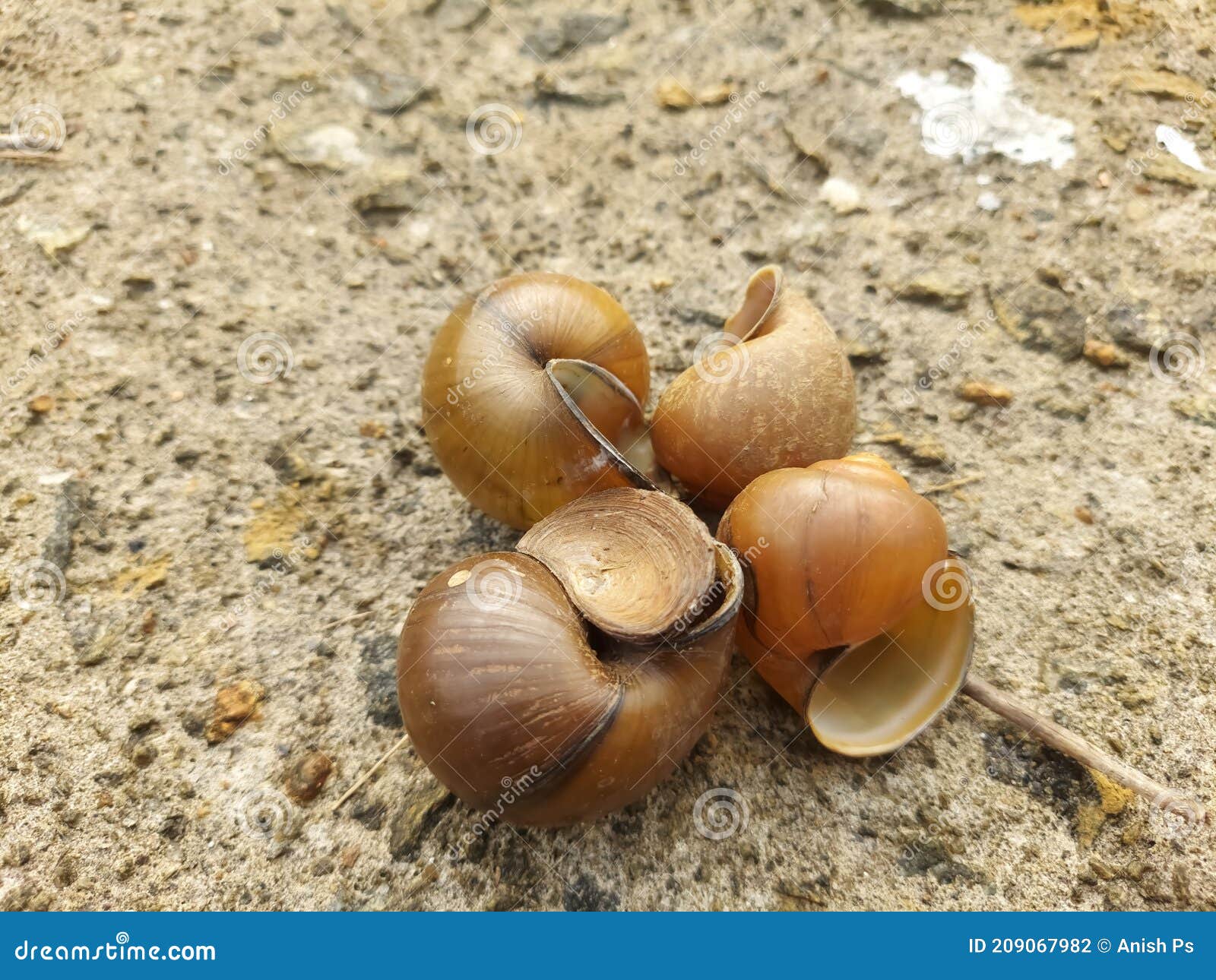 Empty Shell of Ampullariidae or Commonly Known As Apple Snails Stock ...