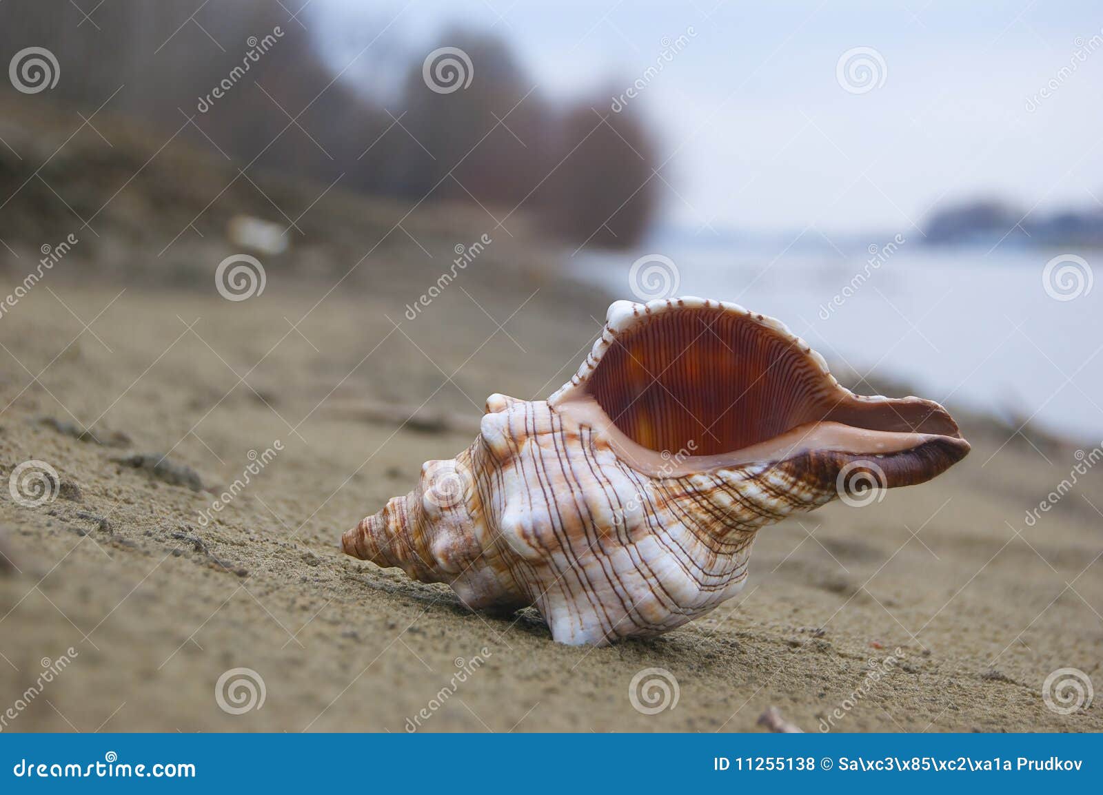 Empty shell on the beach stock photo. Image of white - 11255138