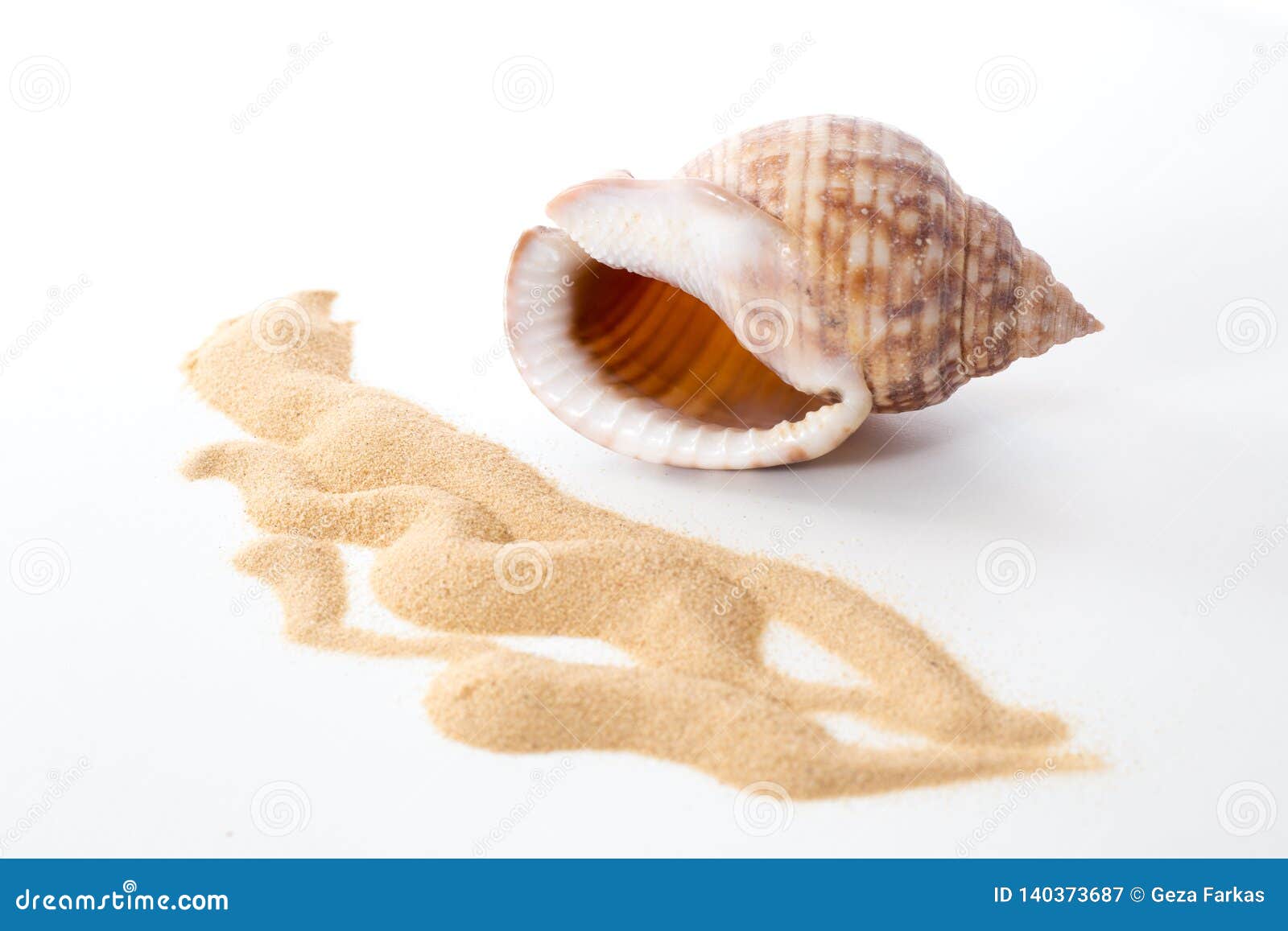 Empty Shell of Bonnet Snails Semicassis Granulata and Sand Pattern ...
