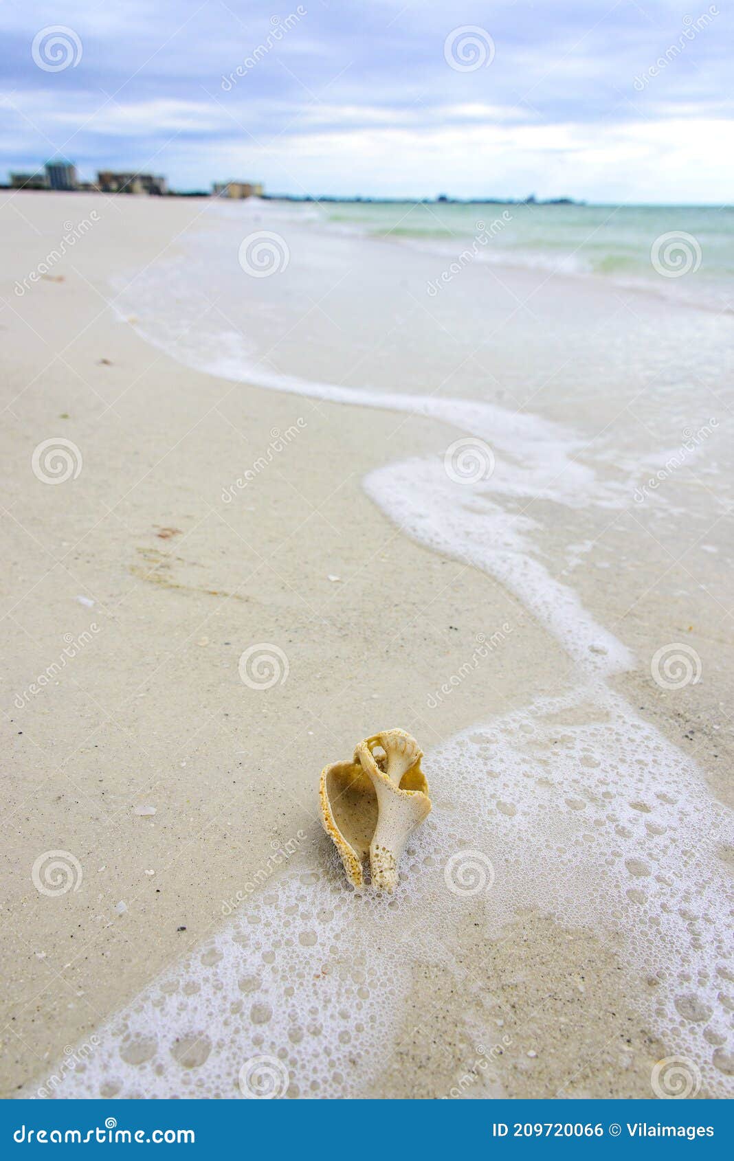 Empty Shell on White Sand Beach. Stock Photo - Image of coastline ...