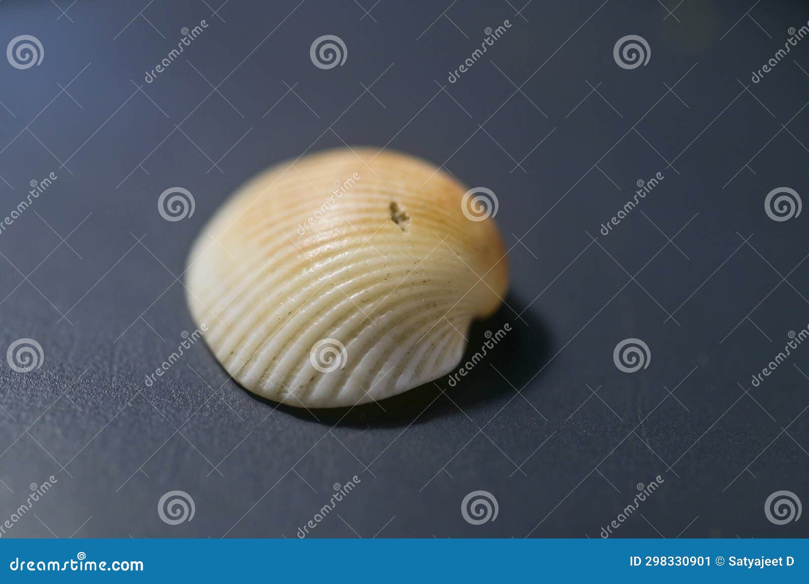 Empty Shell Conch on Gray Background. Stock Image - Image of blur ...