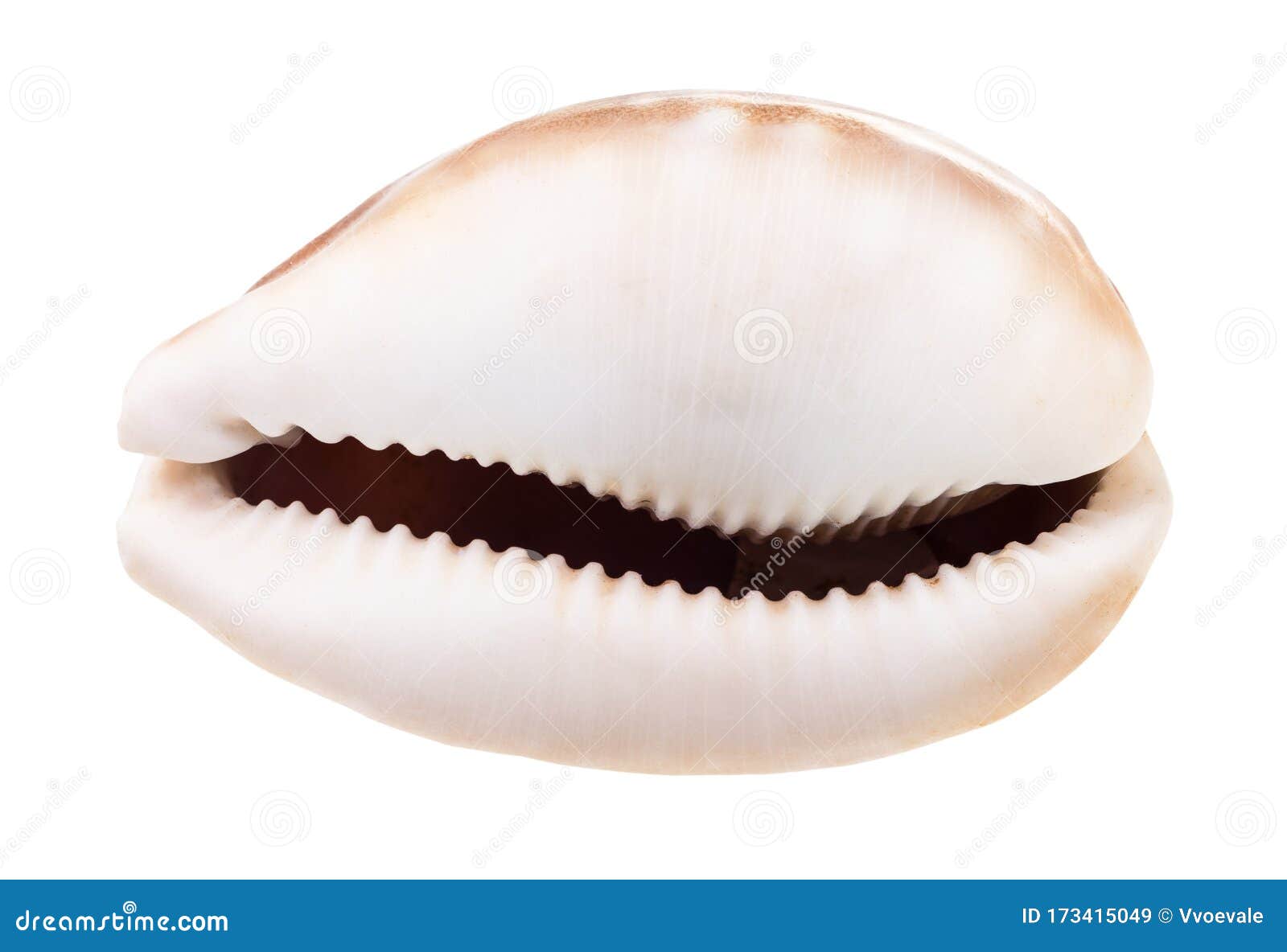 Empty Shell of Cowrie Isolated on White Stock Image - Image of ...